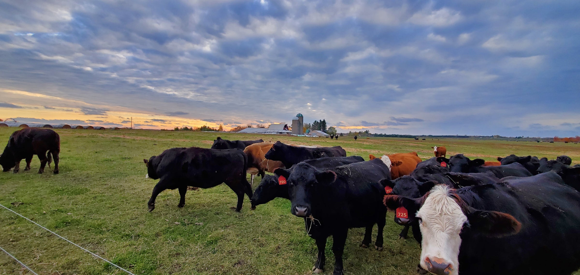 Beef, Birds & Blooms