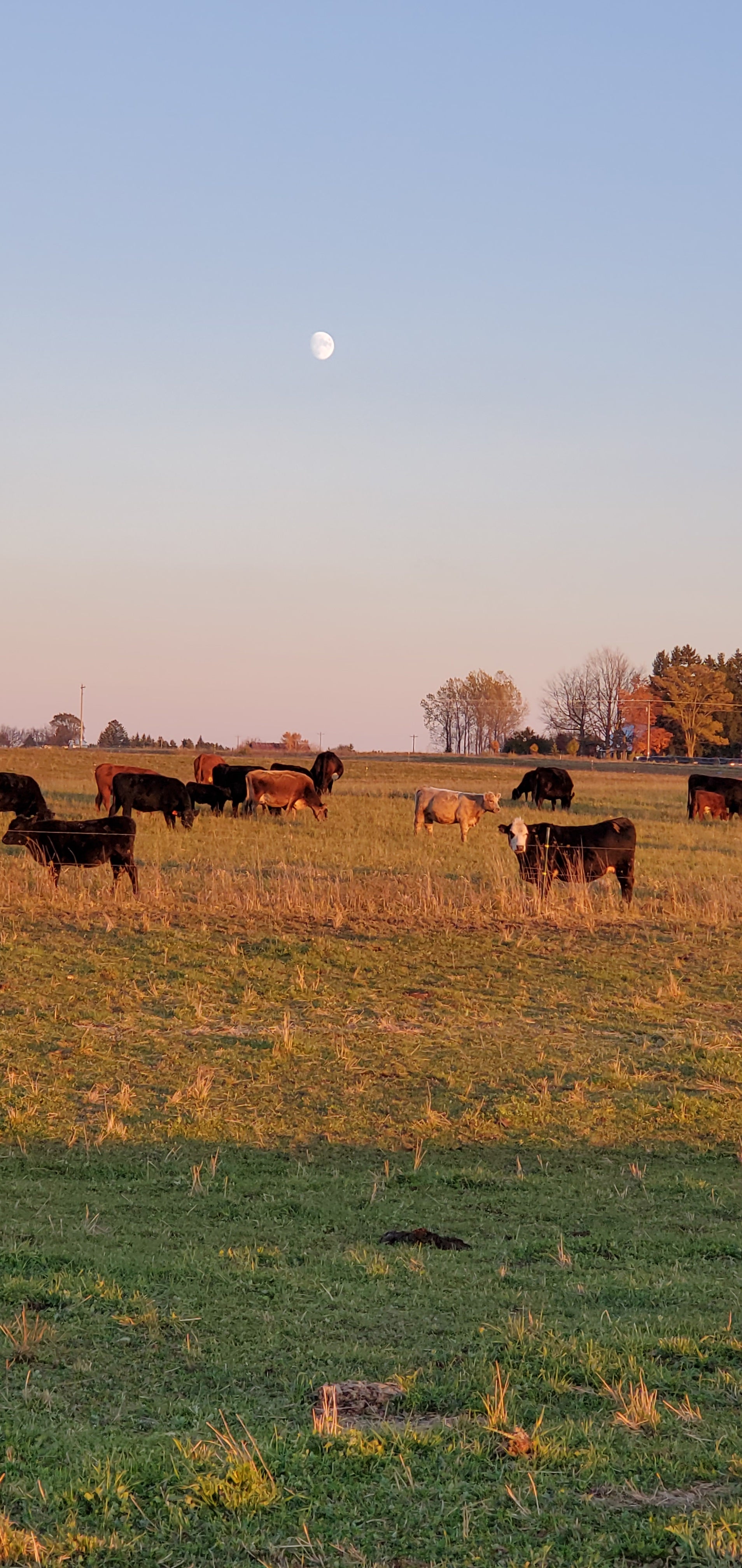 Beef, Birds & Blooms