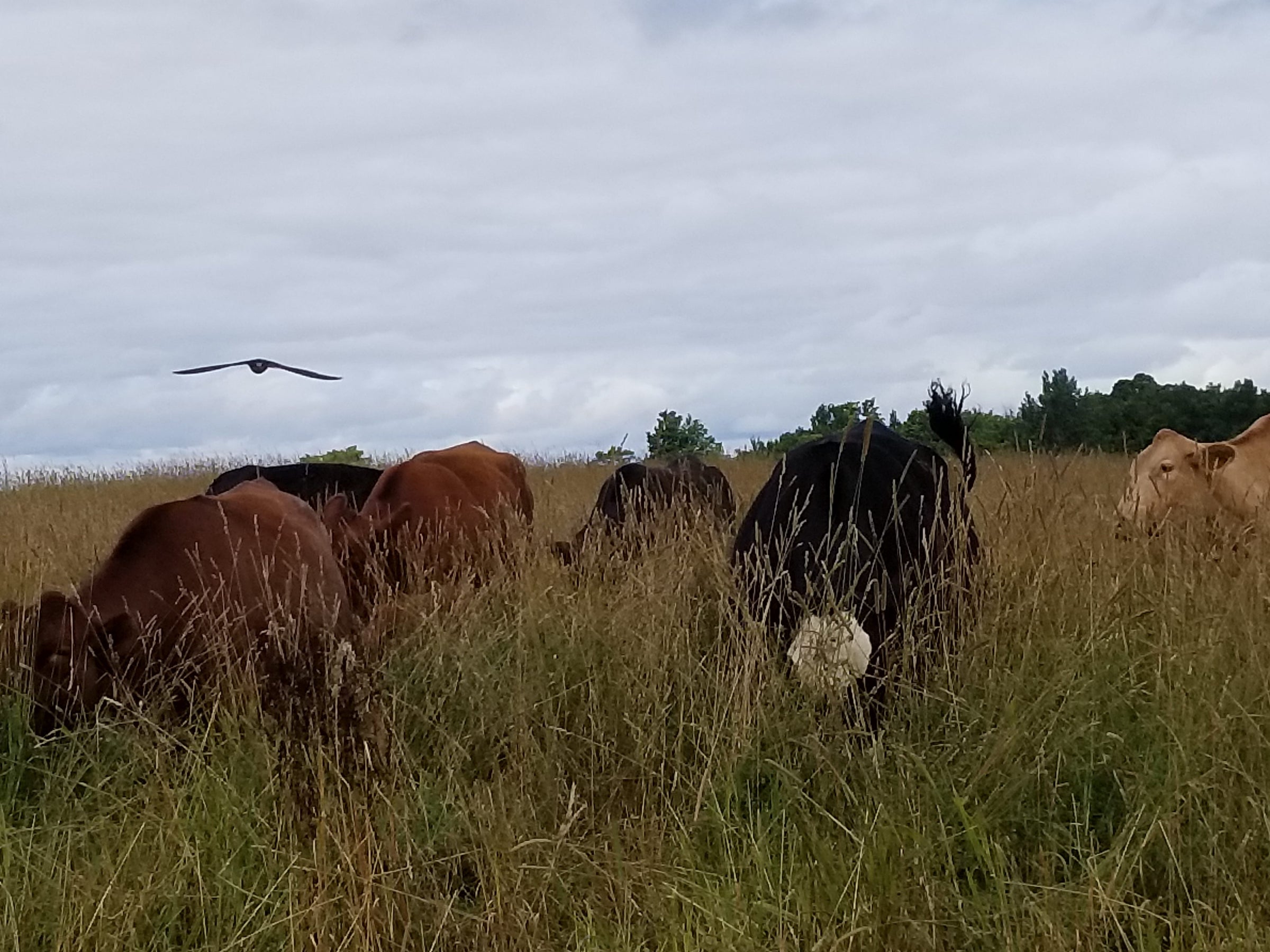 Beef, Birds & Blooms
